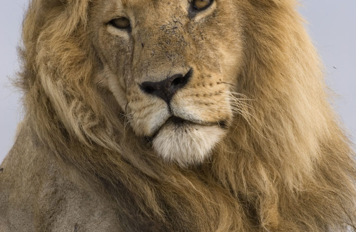 WWF: in 100 anni crollato il 90% della popolazione in Africa - VIVIROMA®